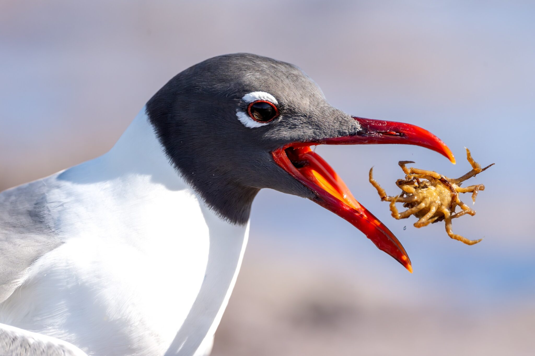 Be a Better Birder: Gull Identification | Bird Academy