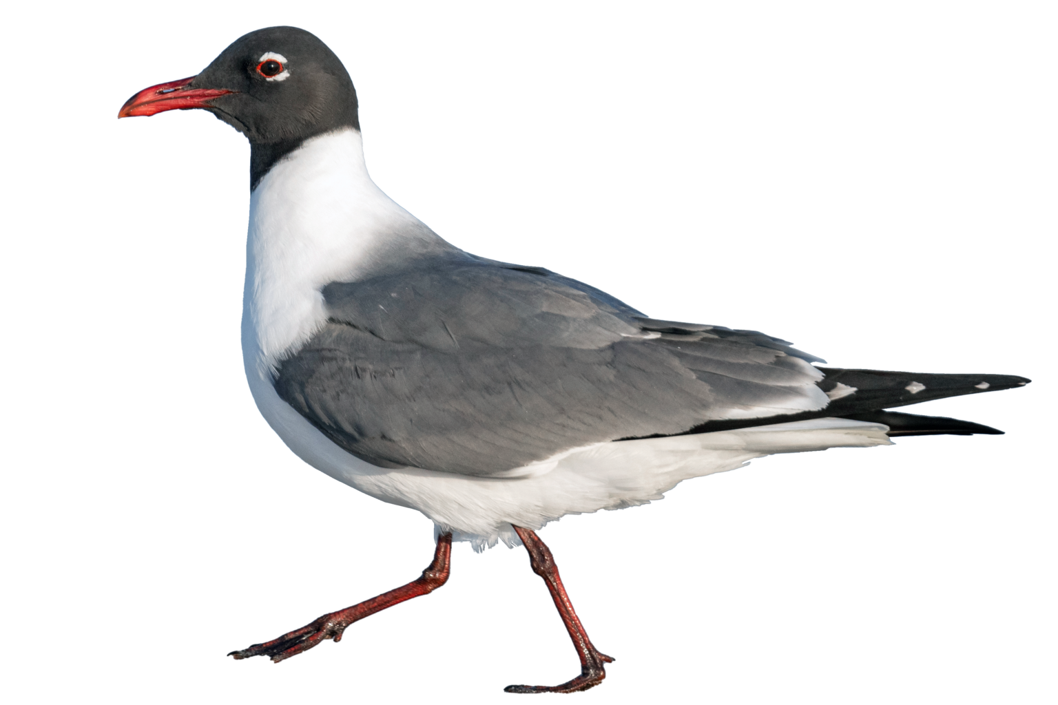 Gull ID Sample Lesson: Franklin's Gull | Bird Academy