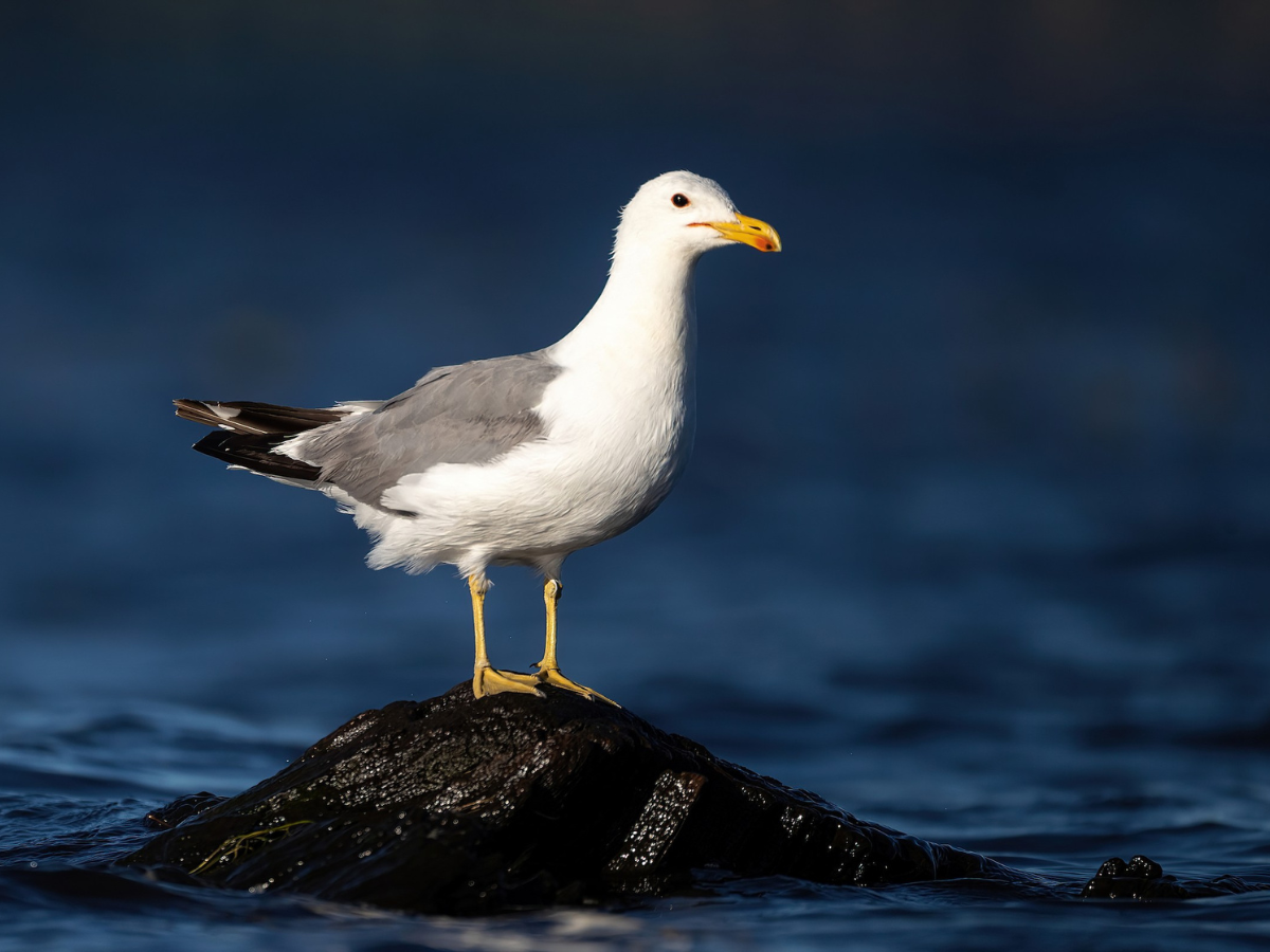 How to ID California Gulls and Short-billed Gulls | Bird Academy • The ...
