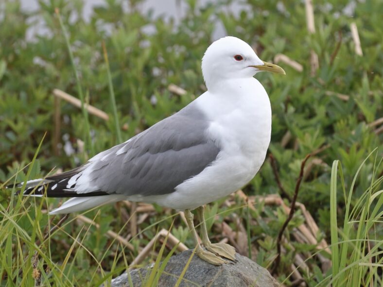 How to ID California Gulls and Short-billed Gulls | Bird Academy • The ...