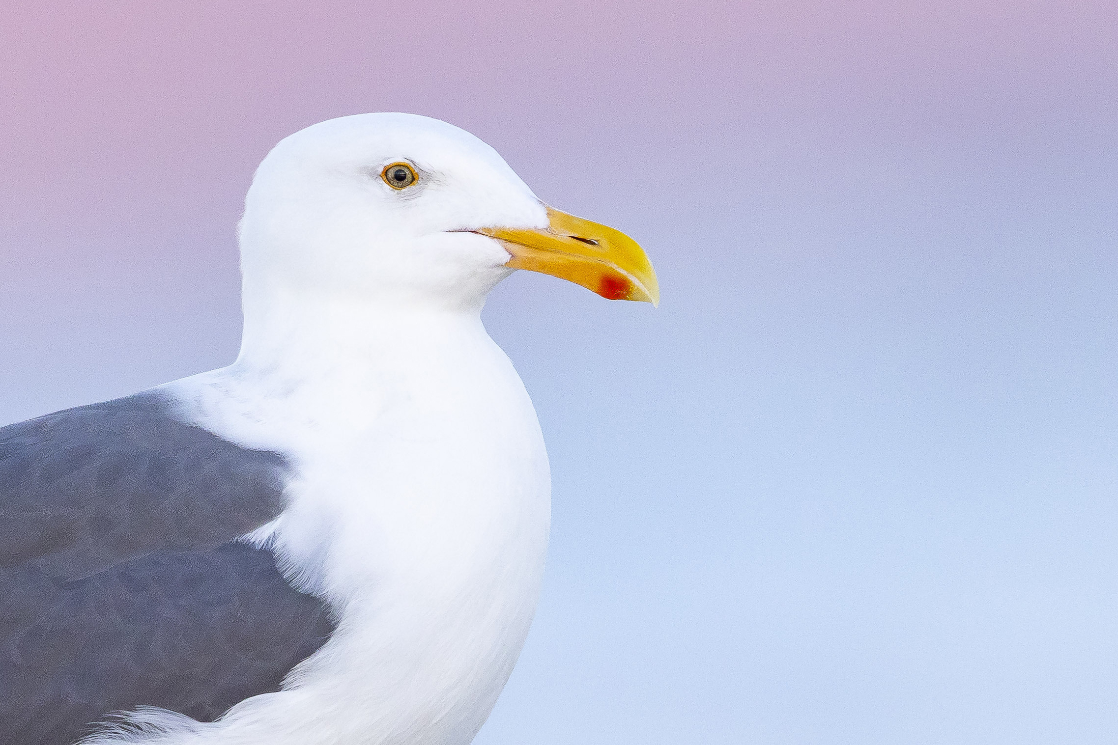 Be a Better Birder: Gull Identification | Bird Academy