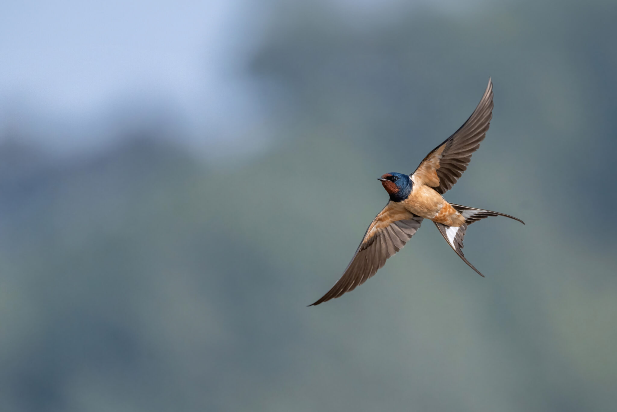 Live and Recorded Webinars | Bird Academy • The Cornell Lab