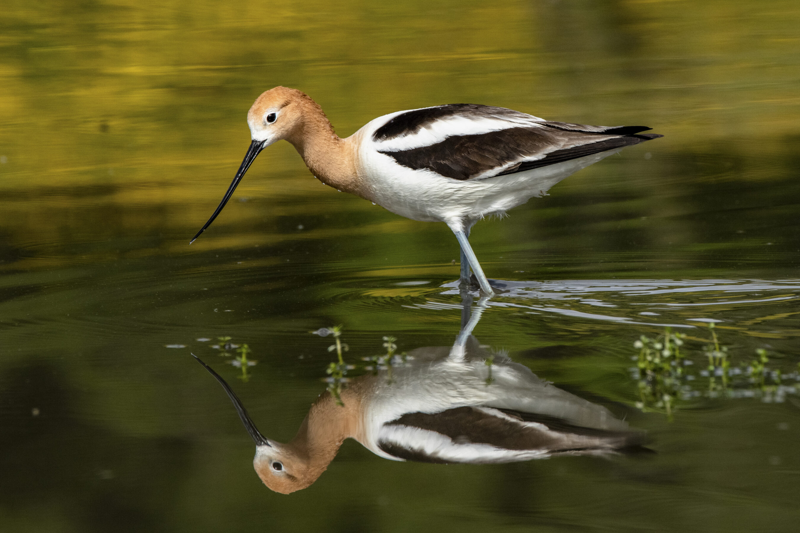 Getting Started with Bird Photography | Bird Academy • The Cornell Lab