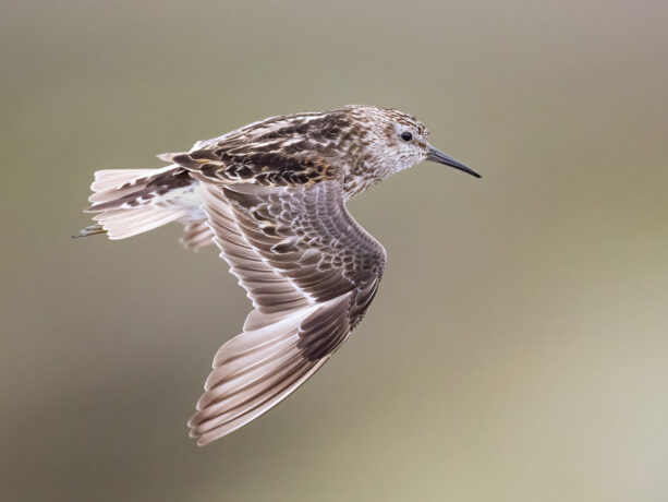 How to ID Sanderlings and Least Sandpipers | Bird Academy • The Cornell Lab