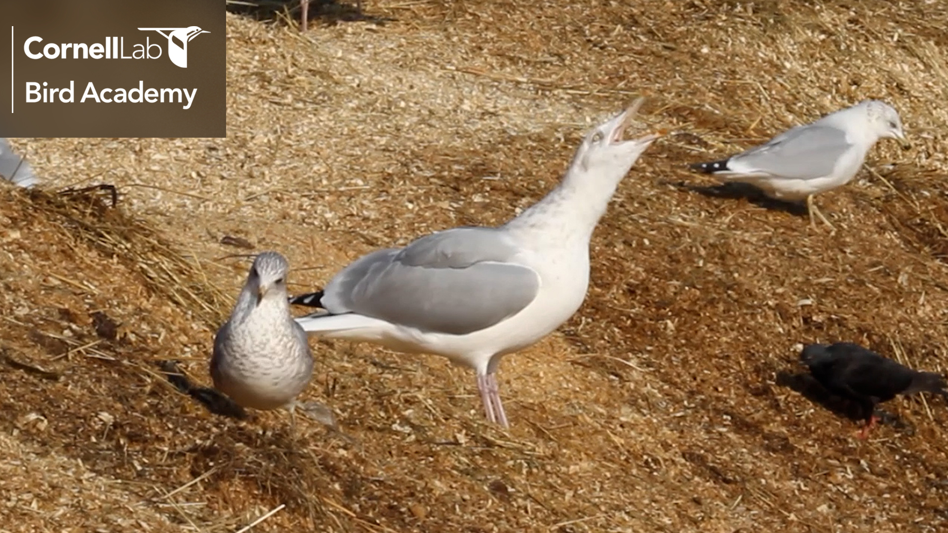 Decoding Gull Behavior | Bird Academy • The Cornell Lab