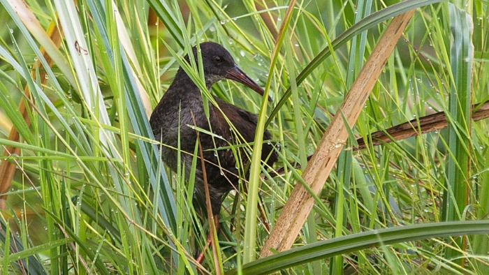 Discover the World of Birds by the Water | Bird Academy