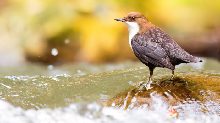 Discover the World of Birds by the Water | Bird Academy