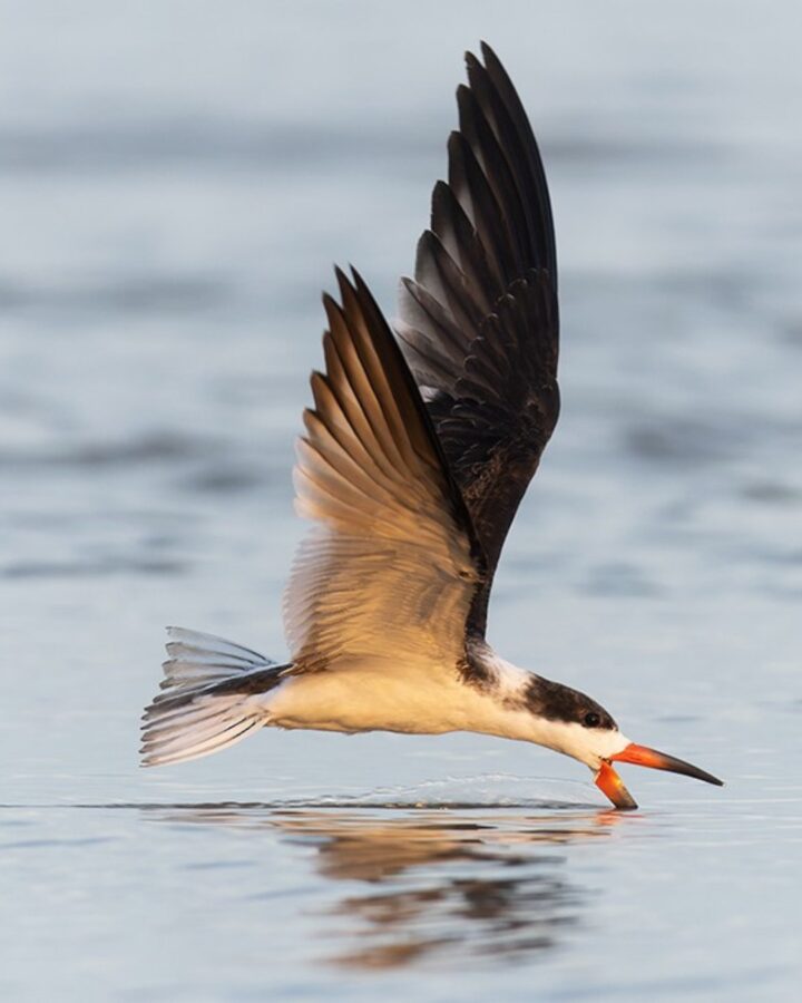Birds Foraging at the Waterside | How birds find food in water