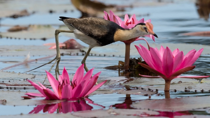 Discover the World of Birds by the Water | Bird Academy