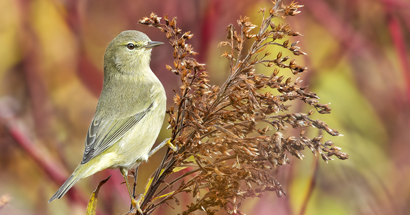 Identifying Fall Warblers with Eric Ripma | Bird Academy • The Cornell Lab