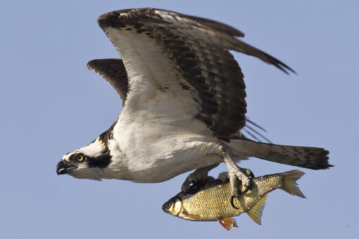 All About Raptor Feet: A Tour of Talons and Claws | Bird Academy