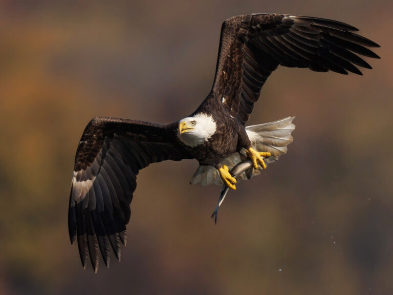 All About Raptor Feet: A Tour of Talons and Claws | Bird Academy