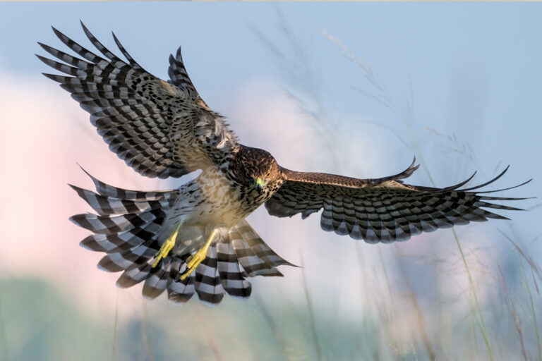 All About Raptor Feet: A Tour of Talons and Claws | Bird Academy