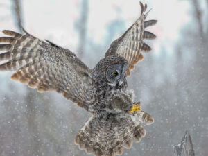 All About Raptor Feet: A Tour of Talons and Claws | Bird Academy