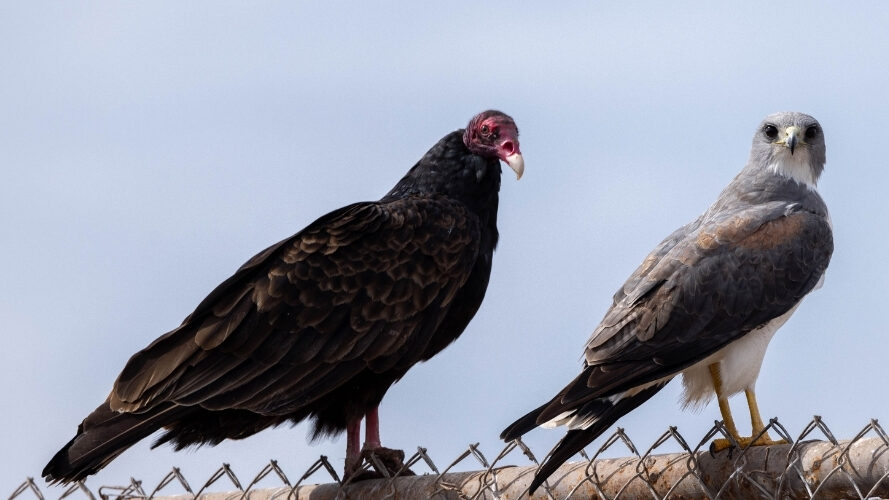 In Defense of Turkey Vultures | Bird Academy • The Cornell Lab
