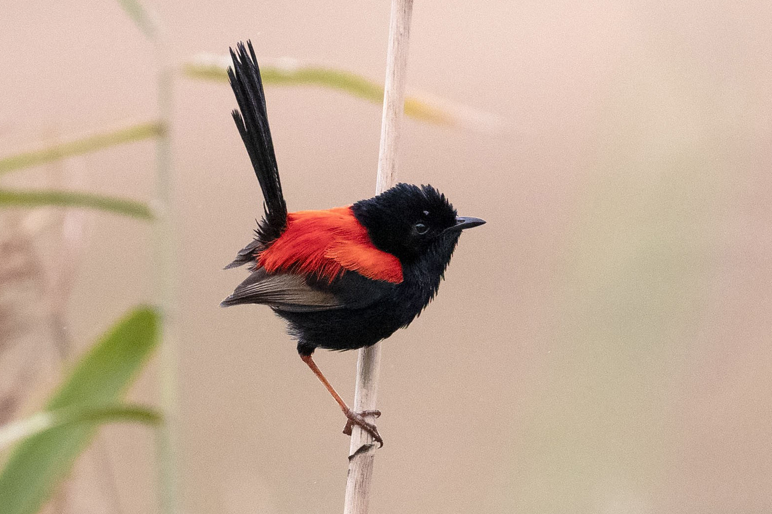 Feathers Down Under: Exploring the evolution of sexual signals in ...