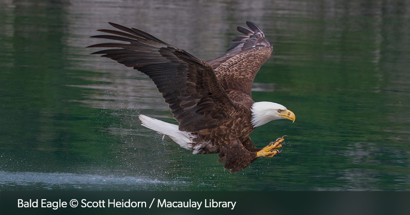 All About Raptor Feet: A Tour of Talons and Claws | Bird Academy