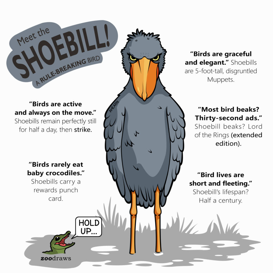 Bird Art Week 2026 | Bird Academy • The Cornell Lab