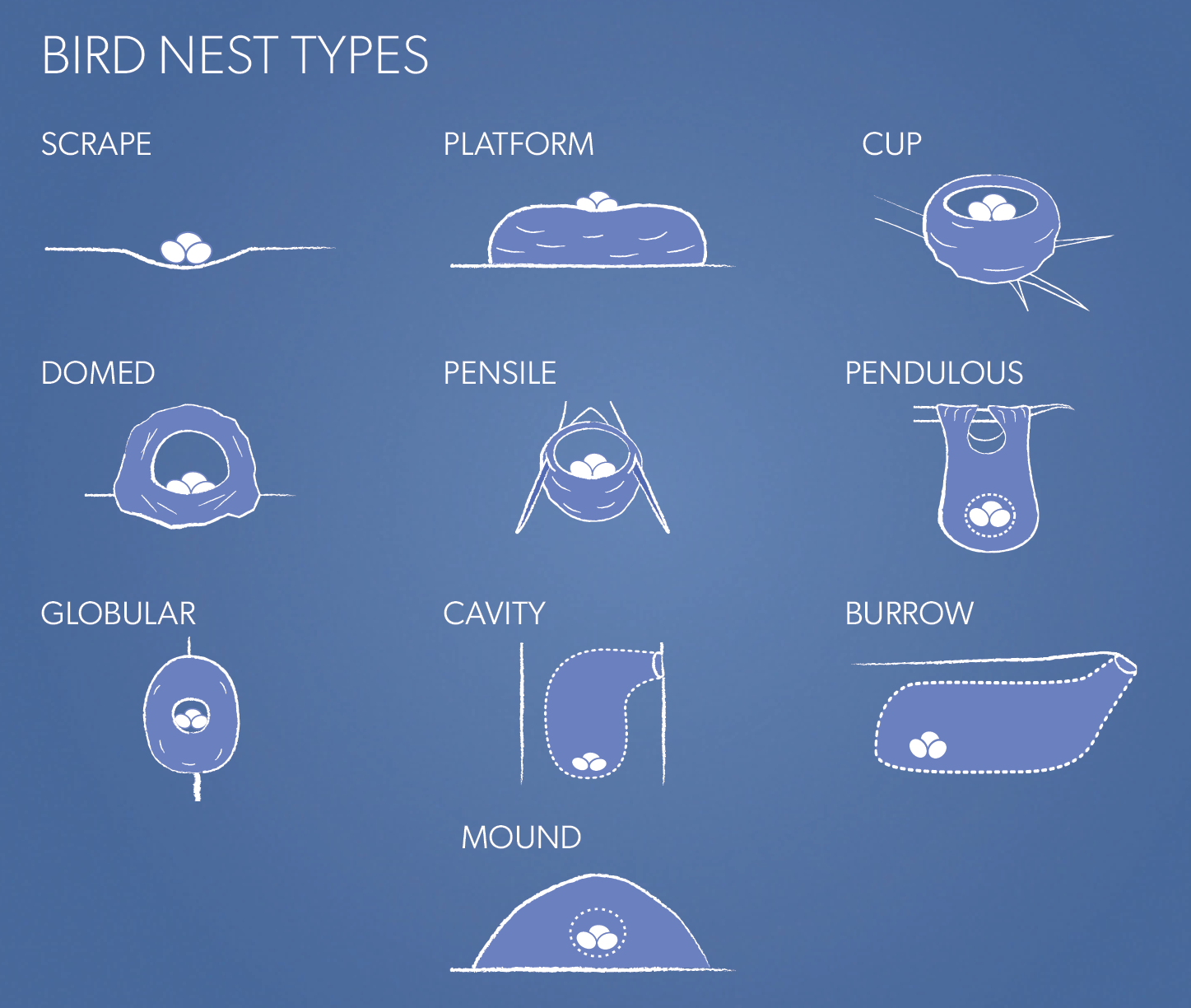 How Nest Designs Protect Eggs and Baby Birds | Bird Academy • The ...