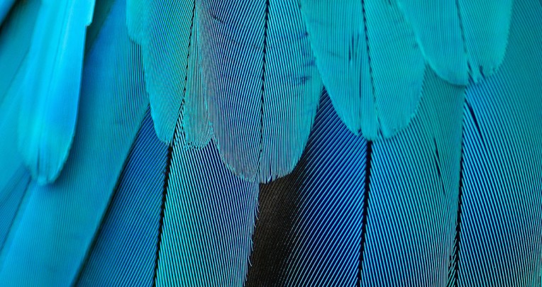 semiplume | Bird Academy • The Cornell LabBird Academy • The Cornell Lab