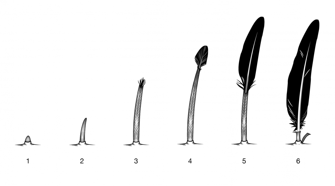 Bird_Biology-feather_growth_stages | Bird Academy • The Cornell Lab