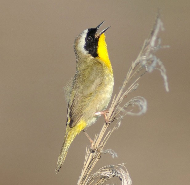 CommonYellowthroat_Birdshare14271940012_MarkSchwall | Bird Academy ...