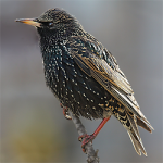 Bird Plumage Variations and Abnormalities | Bird Academy • The Cornell Lab