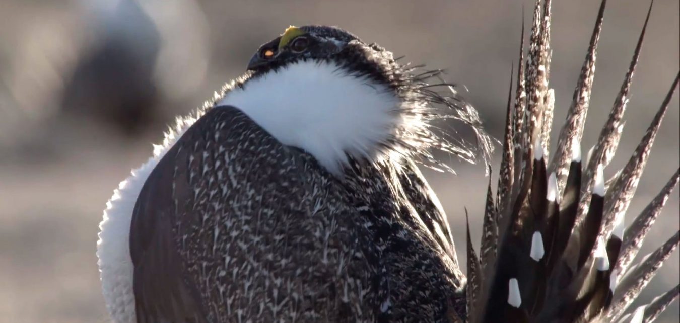 Anatomy | Fields of Study | Bird Academy • The Cornell Lab