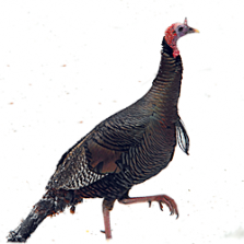 Wild Turkey_GBBC07_Donna Bingham_ac | Bird Academy • The Cornell Lab
