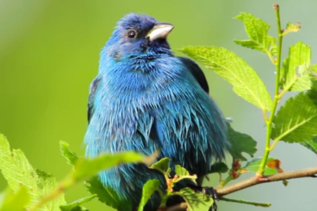 spectrograms | Bird Academy • The Cornell LabBird Academy • The Cornell Lab