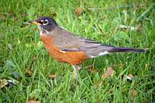 Bird Plumage Variations and Abnormalities | Bird Academy • The Cornell Lab