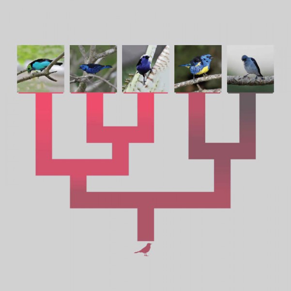 Handbook of Bird Biology Media Library | Bird Academy • The Cornell Lab