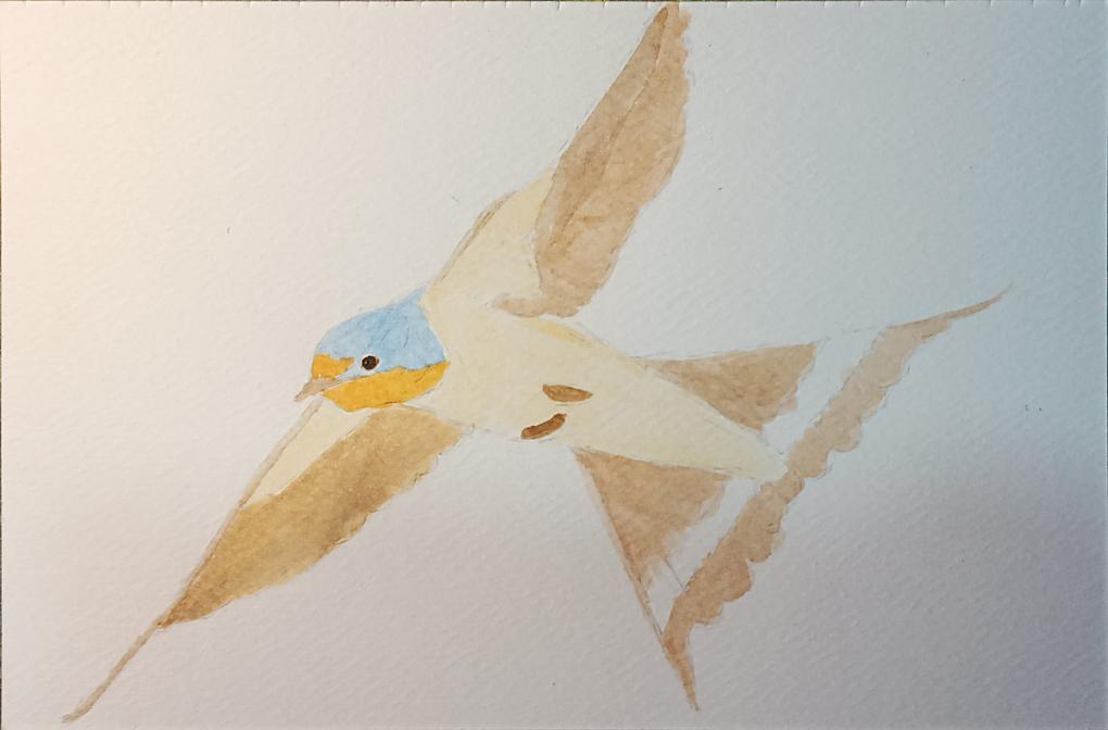 Paint: Barn Swallow Base Colors | Bird Academy • The Cornell Lab