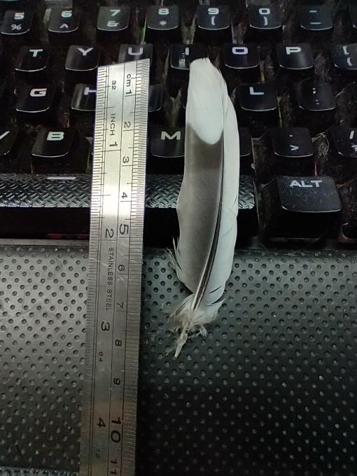 Feather identification | Bird Academy • The Cornell Lab