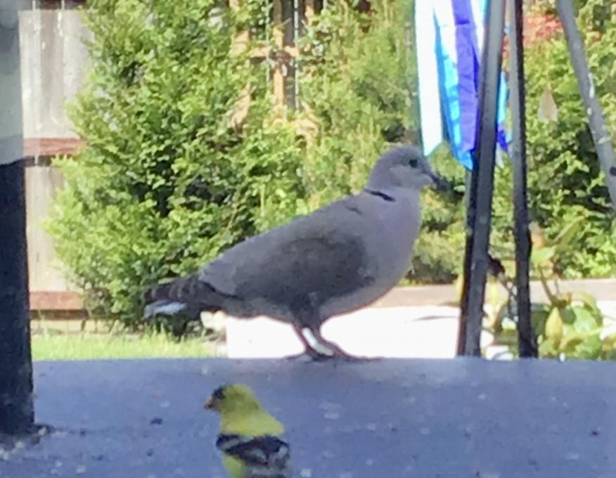 Birds with missing feathers | Bird Academy • The Cornell Lab