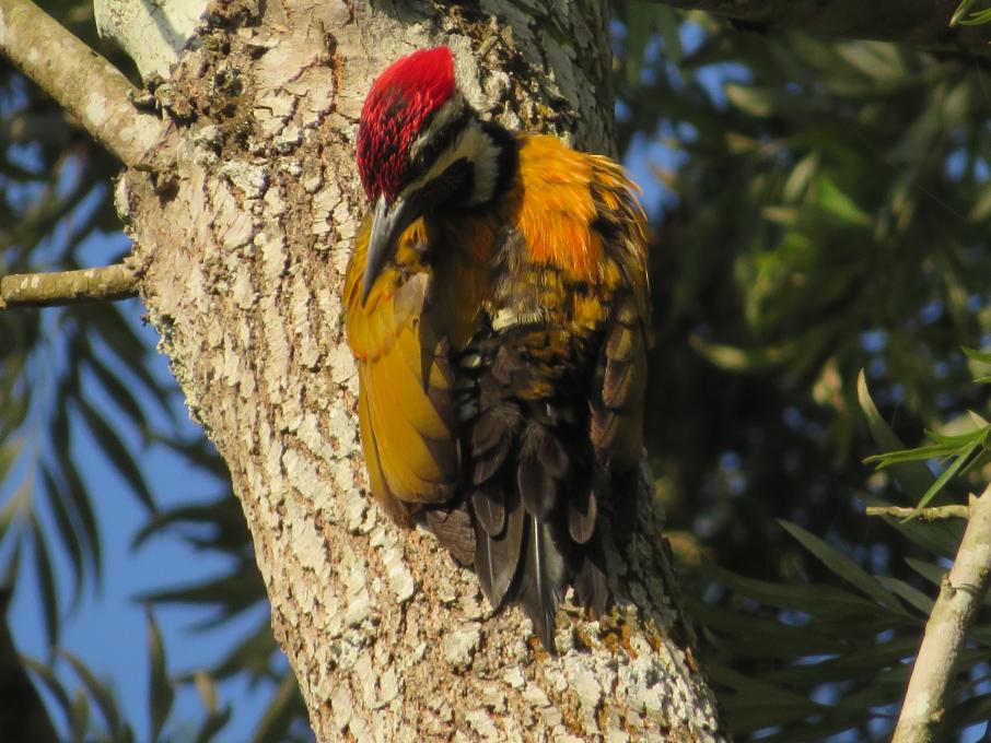 How Woodpeckers Rule the World of Wood | Bird Academy • The Cornell Lab
