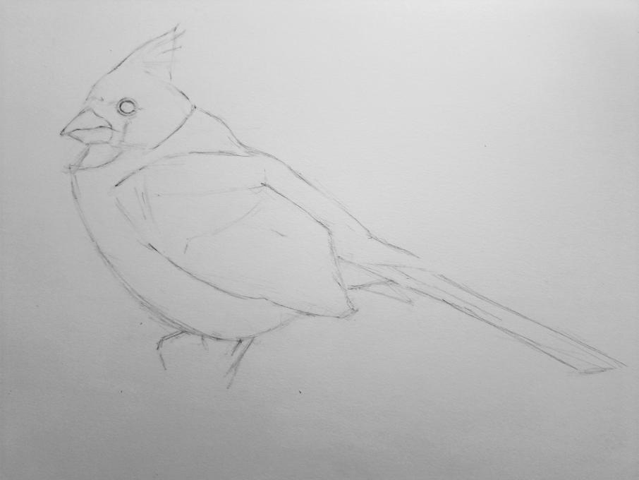 Draw: Northern Cardinal Basic Shapes | Bird Academy • The Cornell Lab