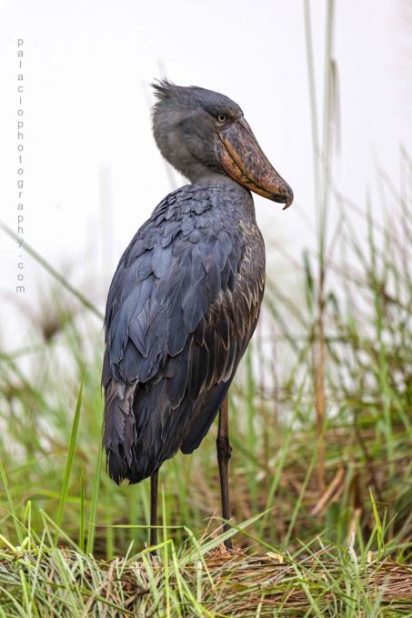 Practice Capturing Birds in Flight | Bird Academy • The Cornell Lab