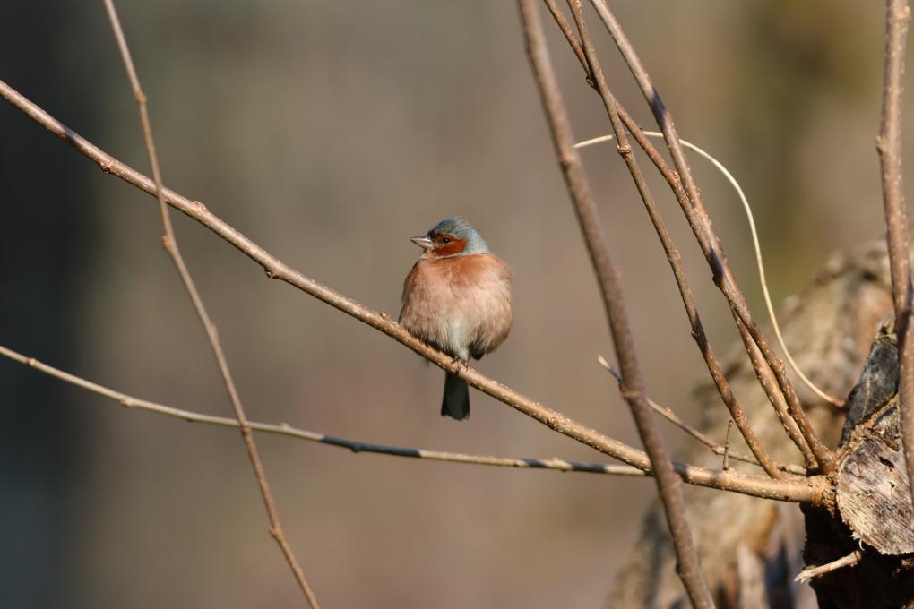 Birds observed on Eyüpsultan/bahariye island | Bird Academy • The ...