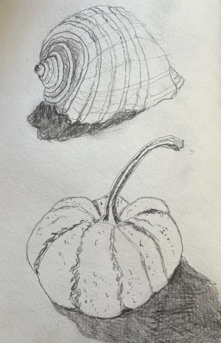 Illustrating the 3D World | Bird Academy • The Cornell Lab