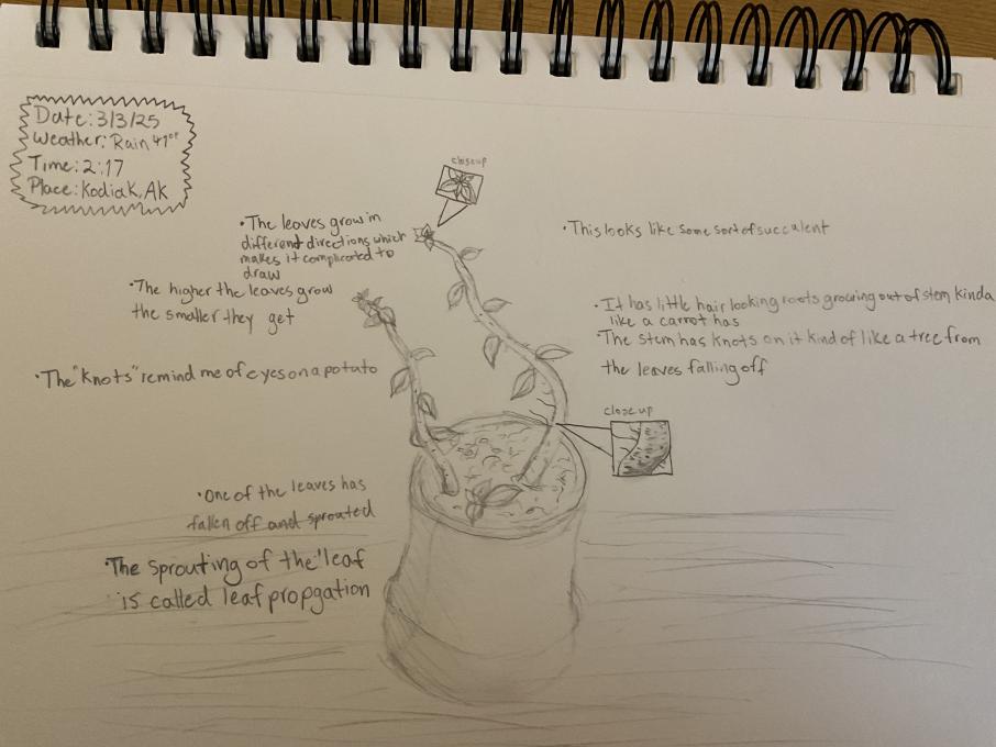 Getting the Proportions Right | Bird Academy • The Cornell Lab