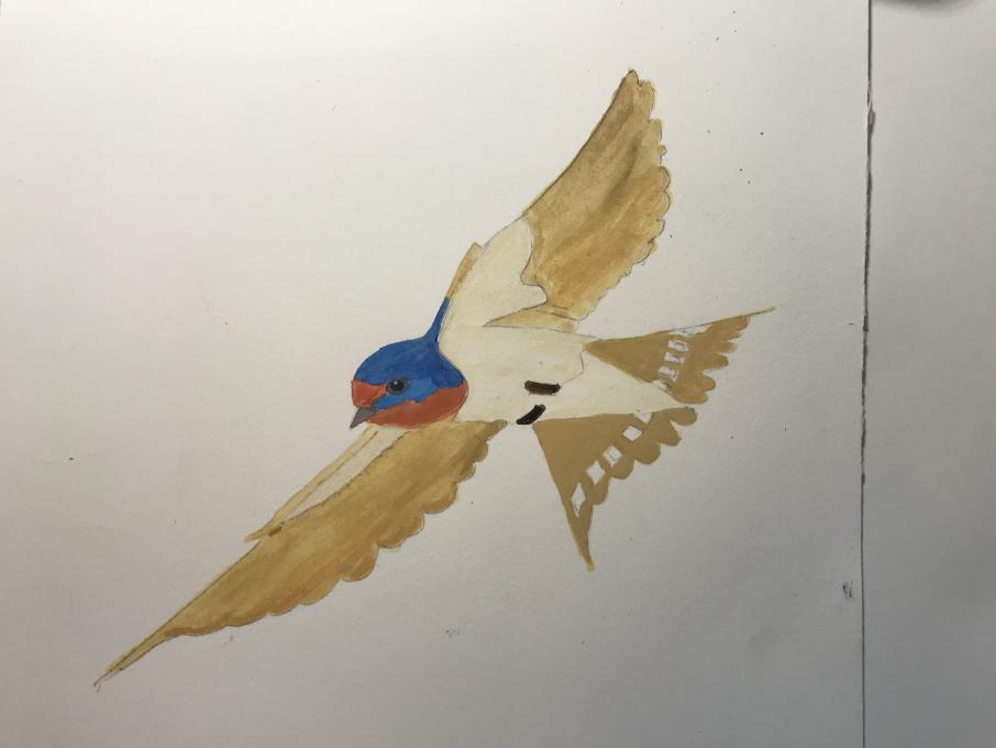 Paint: Barn Swallow Base Colors | Bird Academy • The Cornell Lab