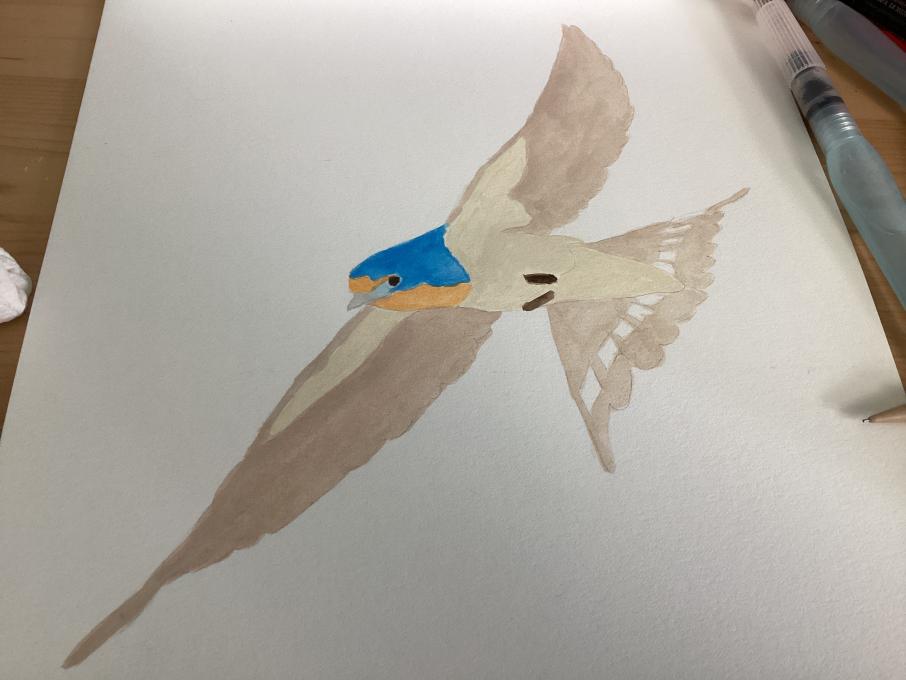 Paint: Barn Swallow Base Colors | Bird Academy • The Cornell Lab