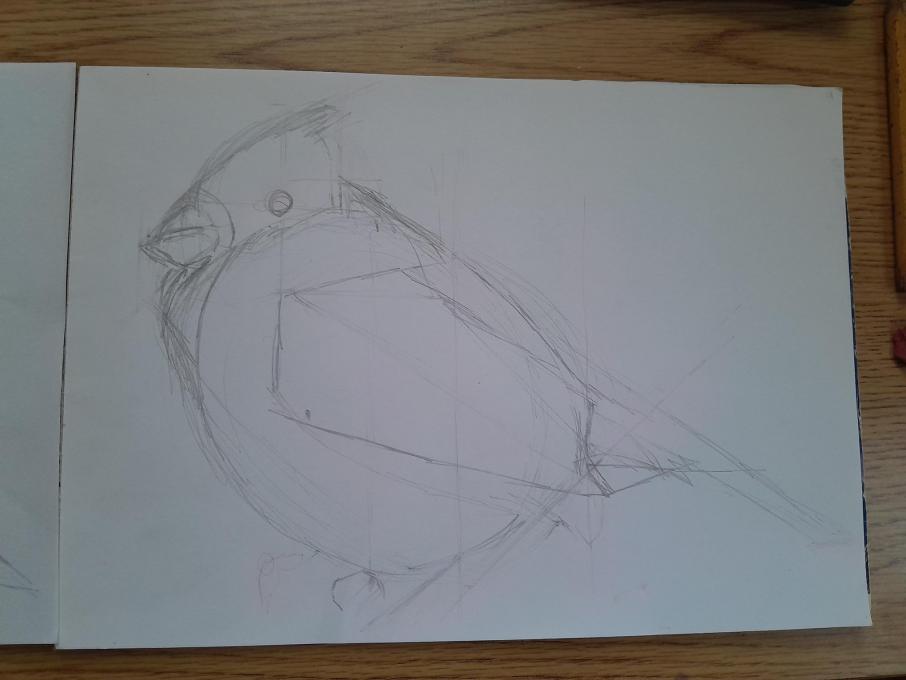 Draw: Northern Cardinal Basic Shapes | Bird Academy • The Cornell Lab