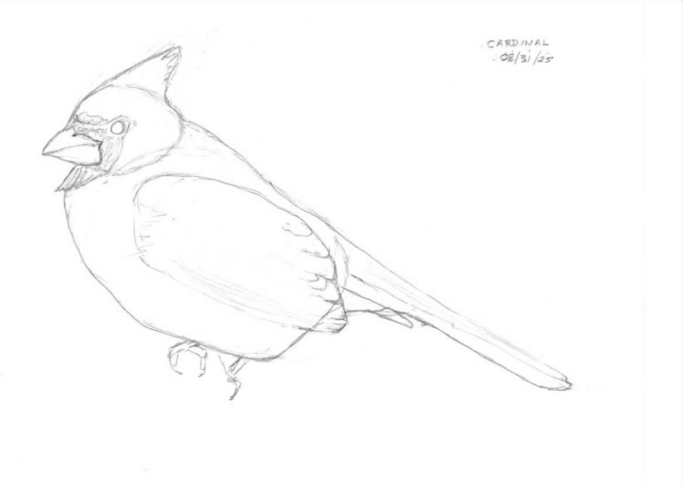 Draw: Northern Cardinal Basic Shapes | Bird Academy • The Cornell Lab