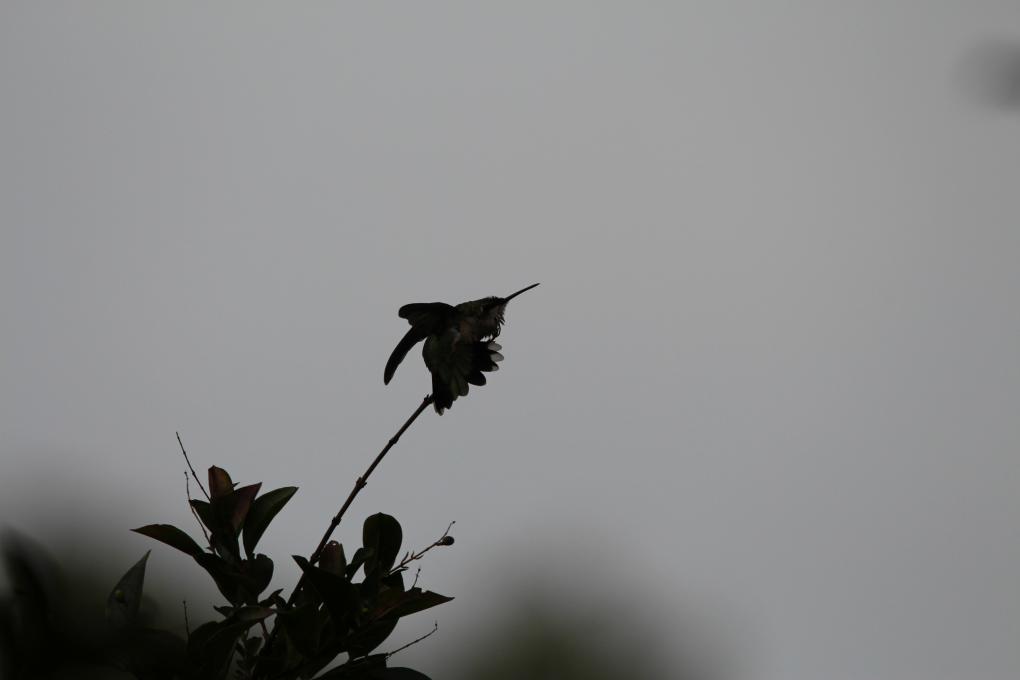 Life of a Hummingbird | Bird Academy • The Cornell Lab
