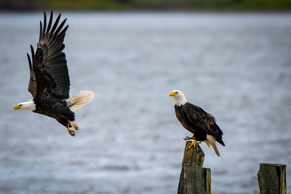 Practice Capturing Birds in Flight | Bird Academy • The Cornell Lab