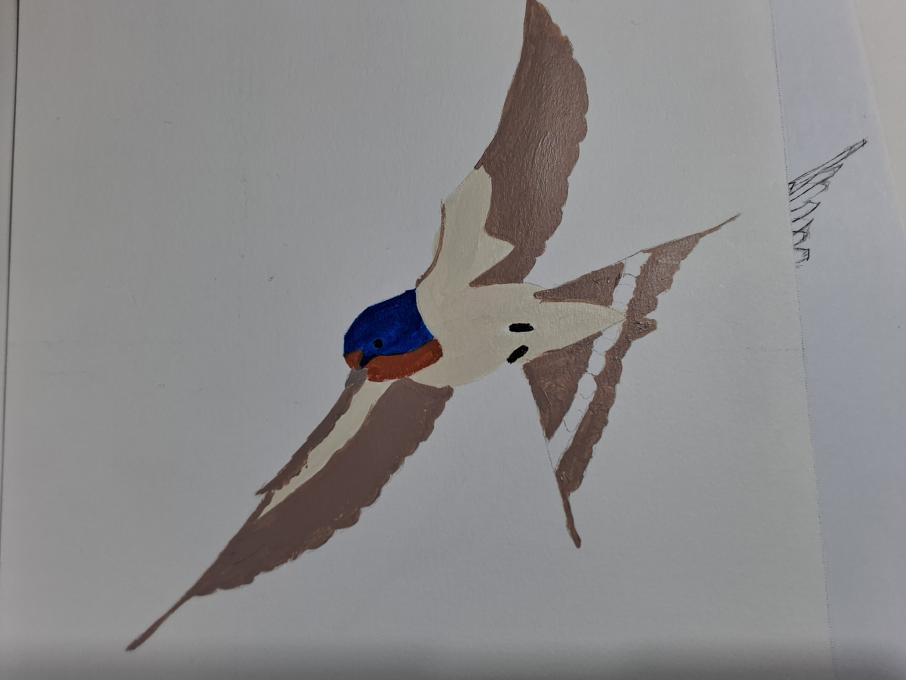 Paint: Barn Swallow Base Colors | Bird Academy • The Cornell Lab
