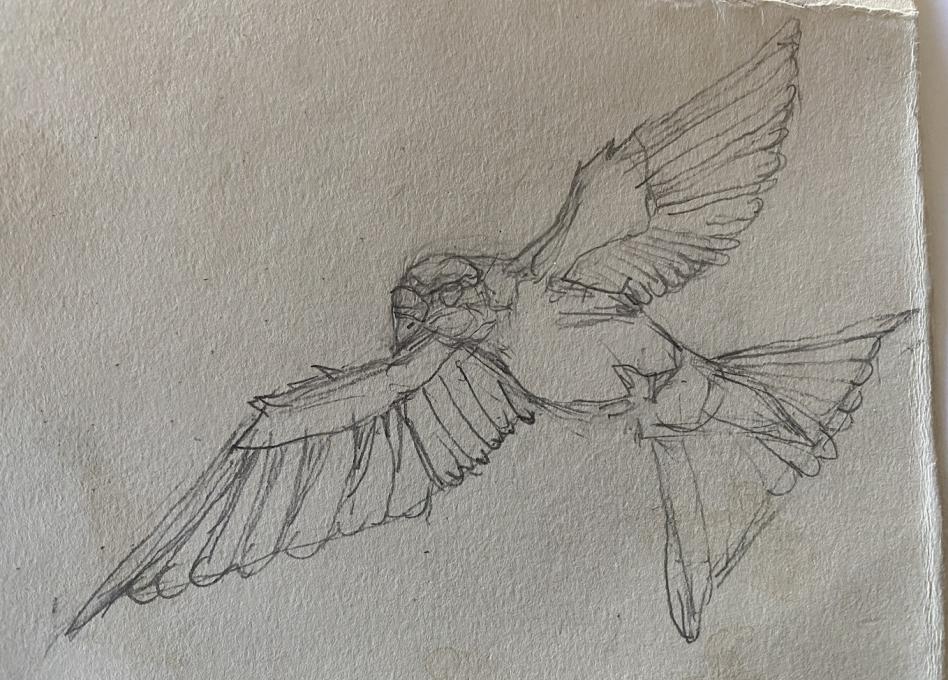Draw: Barn Swallow Basic Shapes and Feather Groups | Bird Academy • The ...