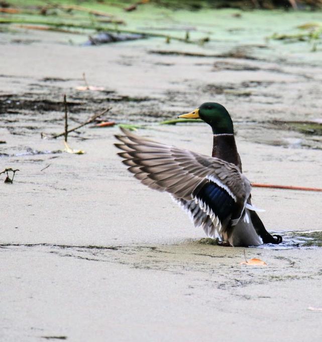 Practice Capturing Birds in Flight | Bird Academy • The Cornell Lab